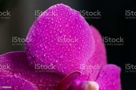 어두운 배경에 밝은 마젠타 색상에 아름다운 난초 꽃 꽃잎의 가까이보기 꽃잎에 물 방울을 가진 꽃잎 꽃피는 꽃잎 0명에 대한 스톡
