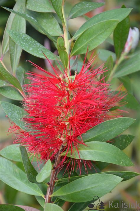 Callistemon Citrinus Splendens Kuflik Cytrynowy