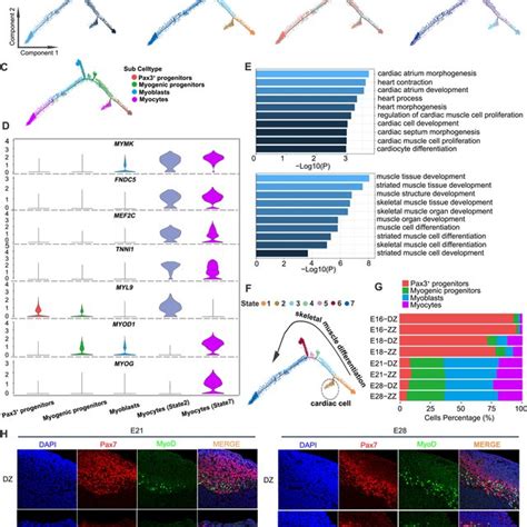 Reconstruction Of The Myogenic Differentiation Trajectory In A