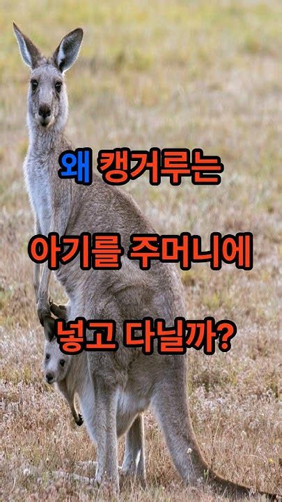 왜 캥거루가 아기를 주머니에 넣고 다닐까 Youtube