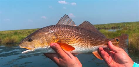 Beaked Redfish Threatened With Extinction Due To Russian Overfishing