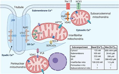 Figure 2 From Sarcoplasmic Reticulum Mitochondria Communication