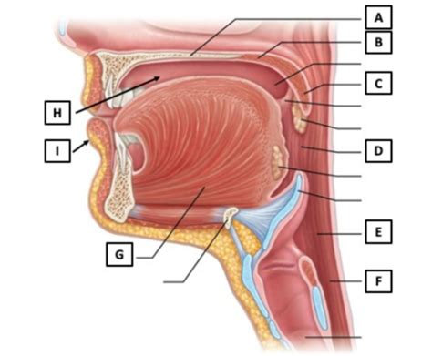 Lab 9 Postlab Flashcards Quizlet