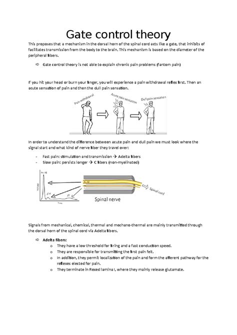Gate Control Theory Handige Notities Filmpje Gate Control Theory This Proposes That A