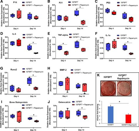 Reprogramming Of Human Fibroblasts Into Osteoblasts By Insulin‐like Growth Factor‐binding