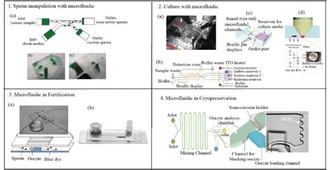 1 A Schematic Design Of Sperm Sorting Microfluidic Device B Download Scientific Diagram