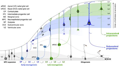 Cortical Projection Neurons Sprung From The Same Root Neuron