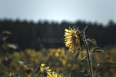 Future Of Agriculture The New Face Of Efficient Farming Managed By