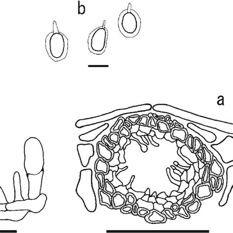 Phyllosticta Fallopiae A Pycnidium B Conidia C Conidiogenous Cells