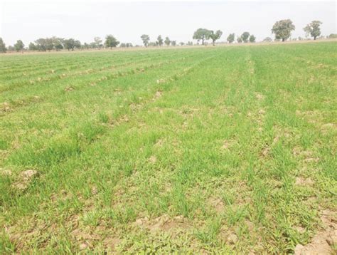 Kano Wheat Farmers Hopeful Amid Inputs Prices Hike Daily Trust
