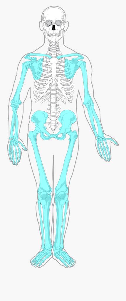 Appendicular Skeleton Diagram Quizlet