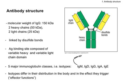 Chapter 4 Antigen Recognition By B Cell Receptors And T Cell Receptors