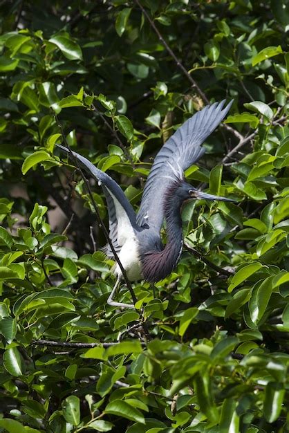 Premium Photo Bird On Tree