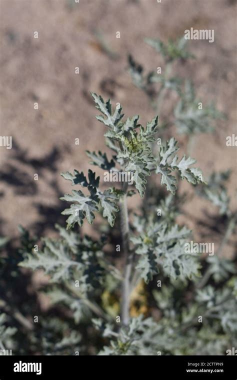 Plants With Opposite Leaves Hi Res Stock Photography And Images Alamy