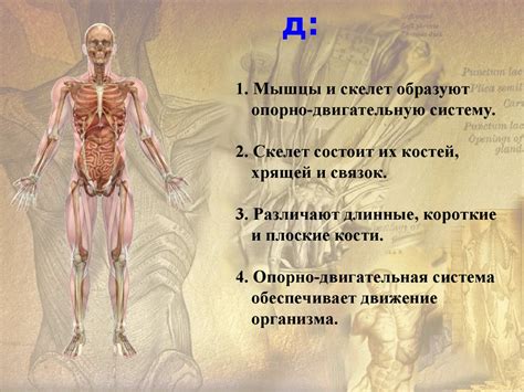 Значение опорно двигательной системы Строение костей 8 класс презентация онлайн