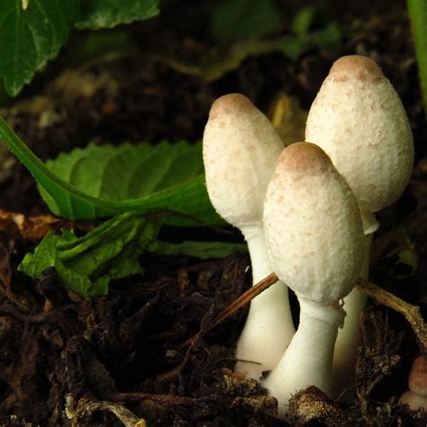 Nipple Mushrooms By Bluetf On Deviantart