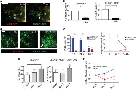 Application Of Intravital Imaging For Cancer Cells In The Bone Marrow