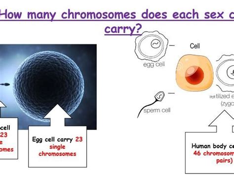 Inheritance Variation And Survival KS3 Inheritance Characteristics Teaching Resources