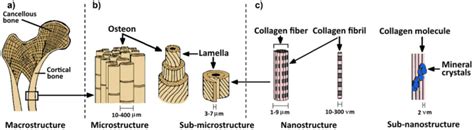 整合生物打印、细胞疗法和药物输送以实现软骨、骨和骨软骨组织的体内再生 Drug Delivery And Translational Research X Mol