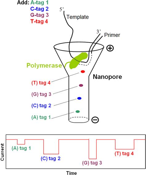 Schematic Of Single Molecule Dna Sequencing By A Nanopore With Download Scientific Diagram