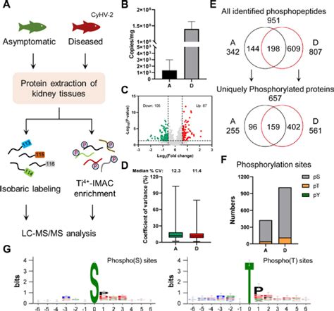 Global Quantitative Proteomics And Phosphoproteomics Upon Cyhv 2