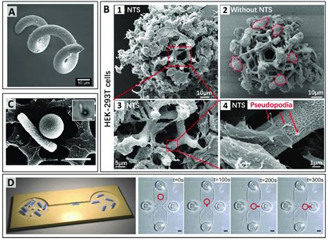 Magnetic Microrobots A Sem Image Of Spirulina Templated Magnetic