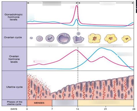 Diagram Of Development Of The Oocyte Quizlet