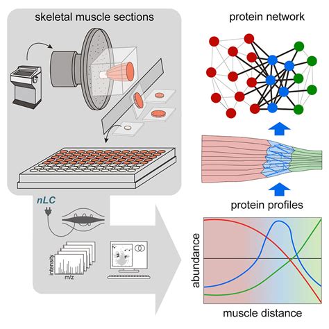 Spatial Proteomics Of Skeletal Muscle Using Thin Cryosections Reveals Metabolic Adaptation At