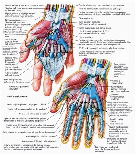 Anatomia De La Mano Estructura Osea Pinterest