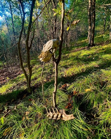 Hungry Grass Ansuz Society