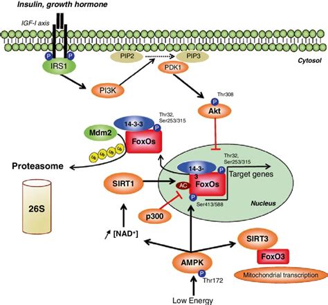 Antagonist Regulation Of Foxo Proteins By The Igf 1 Pi3k Akt Axis And