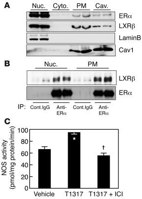 JCI LXRβ estrogen receptor α signaling in lipid rafts preserves endothelial integrity