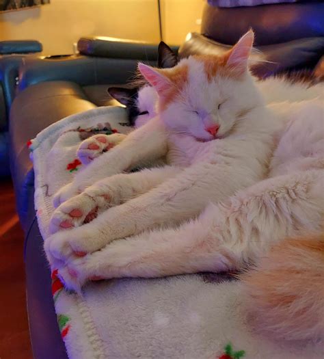 Stack Of Magic Beans R Jellybeantoes