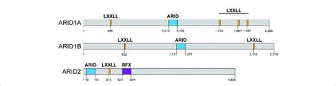 At Rich Interacting Domain Arid Containing Proteins Domain Download Scientific Diagram