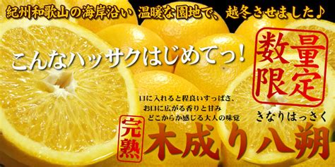 紀州有田産 完熟・樹なり八朔（買得品）ご家庭用