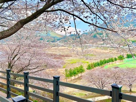 합천 벚꽃명소 합천벚꽃합천여행 합천호 회양관광단지 합천호 벚꽃 네이버 블로그