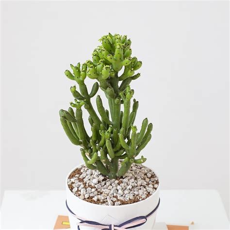 연두빛의 꽃 연필선인장 원모먼트