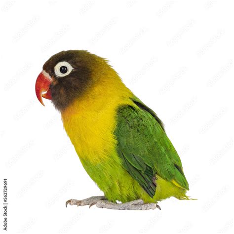 Masked Lovebird Aka Agapornis Bid Sitting On Flat Surface Isolated