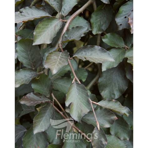 Fagus Sylvatica Purpurea Pendula