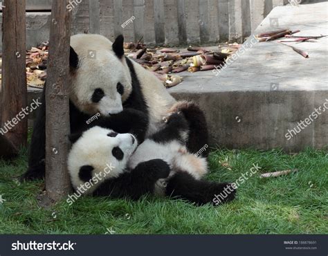Panda Sex Photos Images And Pictures Shutterstock