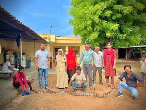 The Python Hunted The Fox अजगर ने लोमड़ी का किया शिकार नींबू के पेड़