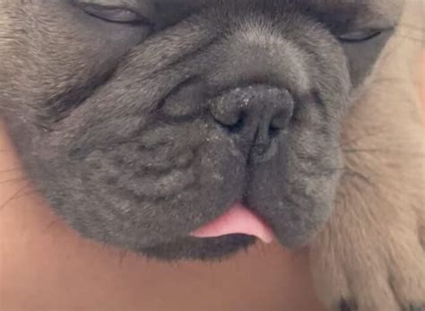寝ている子犬さん、無意識にお口がモグモグ♡ ママの夢を見ているのかな？ いぬのこと。｜犬がもっと好きになる動画紹介サイト