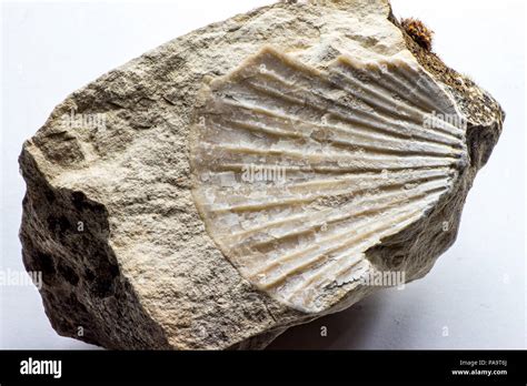 Shell Fossils In Rocks