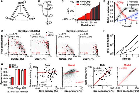 Stochastic Progression Along A Linear Differentiation Pathway Underlies Download Scientific
