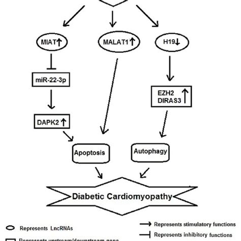 Schematic Model Showing Functional Role Of Long Non Coding Rnas In