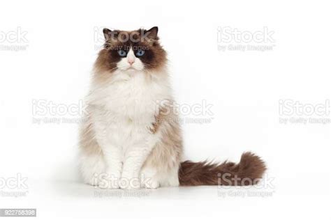 무성 한 아름 다운 고양이 Ragdoll 포즈 스튜디오 흰색 바탕에 앉아있는 동안 파란 눈 흰색 바탕에 고립 된 고양이입니다 0