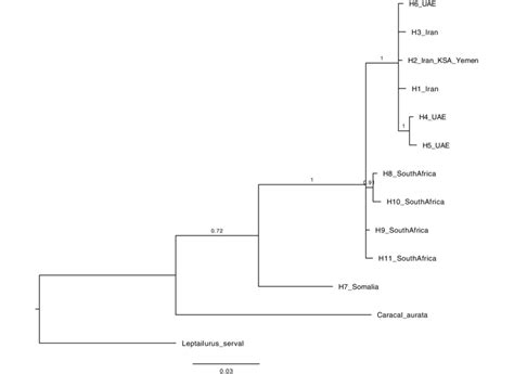 Majority Rule Consensus Phylogram Cut Off 07 From The Bayesian