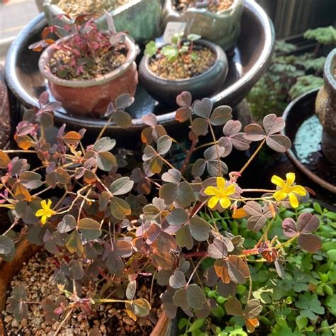 🪴베란다 🪴🌺🌳정원꾸미기 꿀팁 👌👌항아리에요 뉴스트림