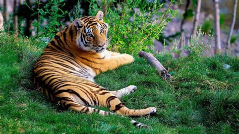 虎は休んでいる 動物写真の壁紙プレビュー 10wallpaper