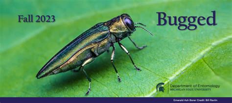Bugged Fall 2023 Department Of Entomology
